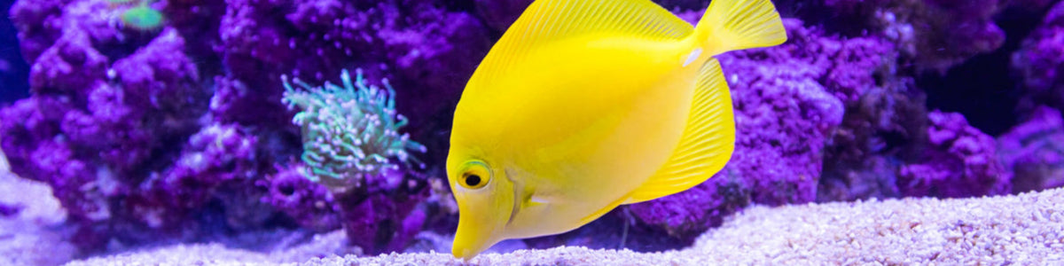 Poissons | Ferplast France - PICO